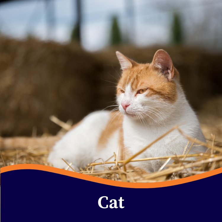 Avon Animal Feeds