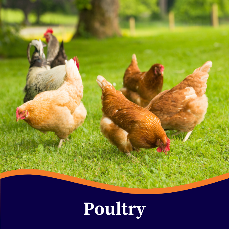 Poultry – Avon Animal Feeds