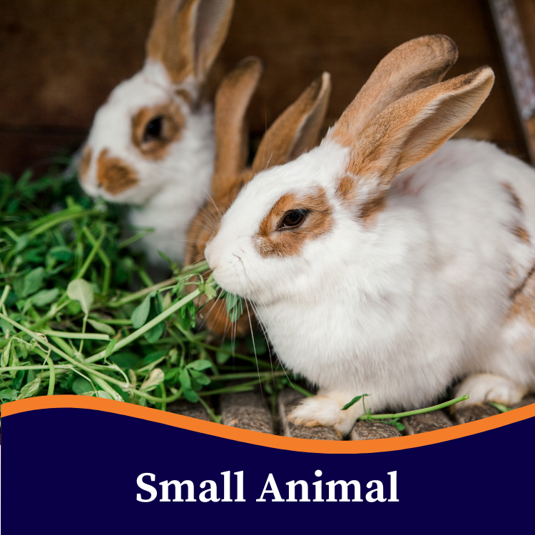 Avon Animal Feeds